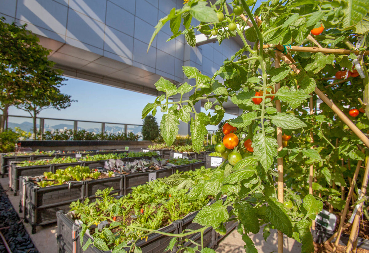 Rooftop Republic: Online Shop – Tagged "Curated Grow Kits" – Rooftop ...