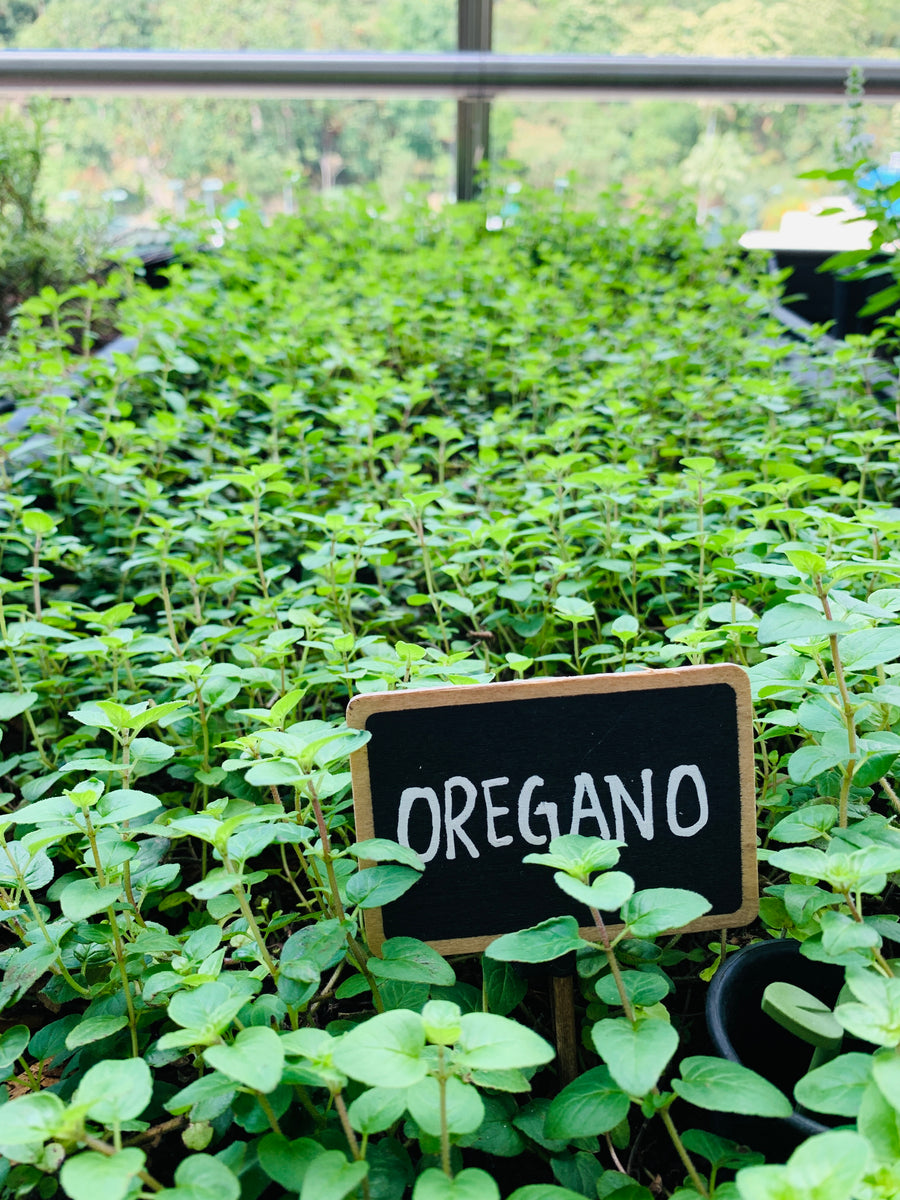 Kitchen Herbs Workshop – Rooftop Republic Urban Farming