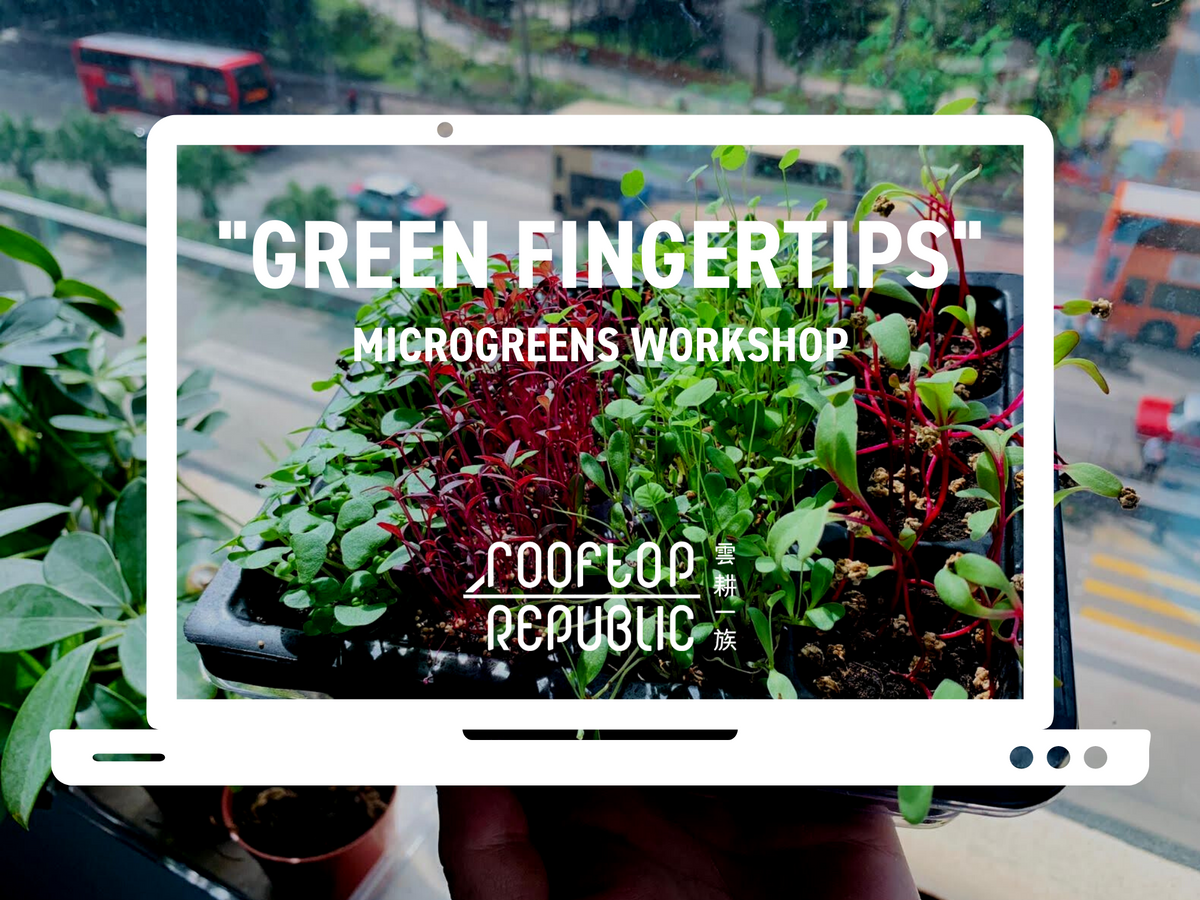 Microgreens Workshop – Rooftop Republic Urban Farming